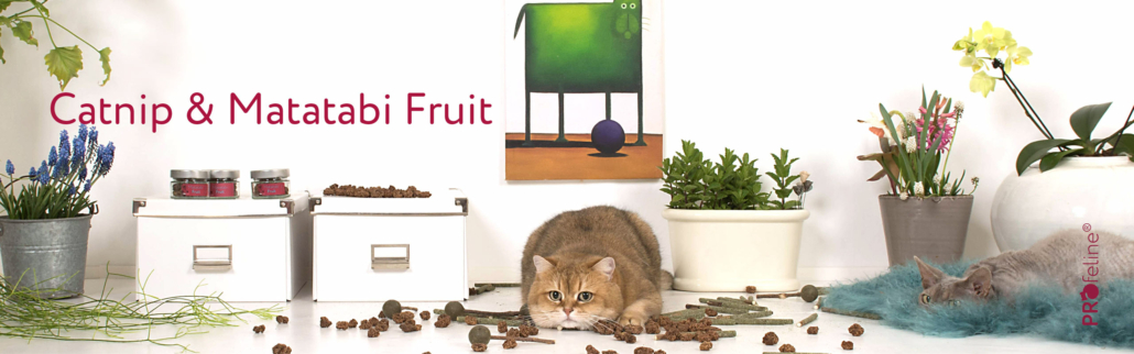 catnip-matatabi-fruit-katze - Profeline